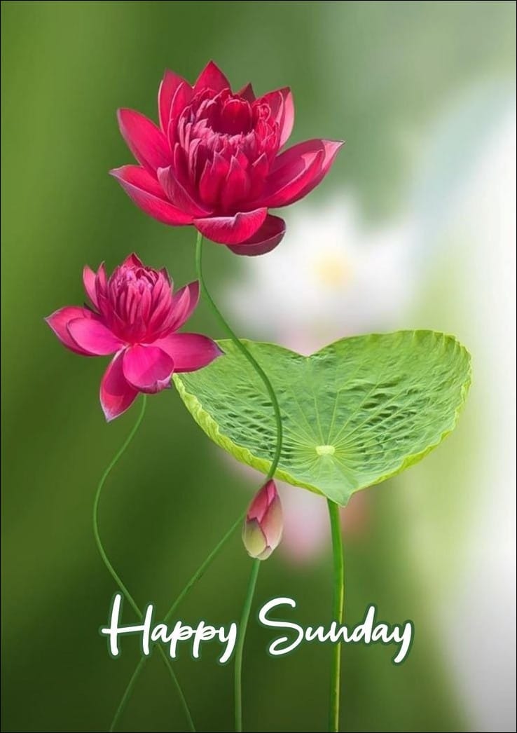 Happy Sunday Images, New Photos, Pictures & Pics (2025) - Photos Fire